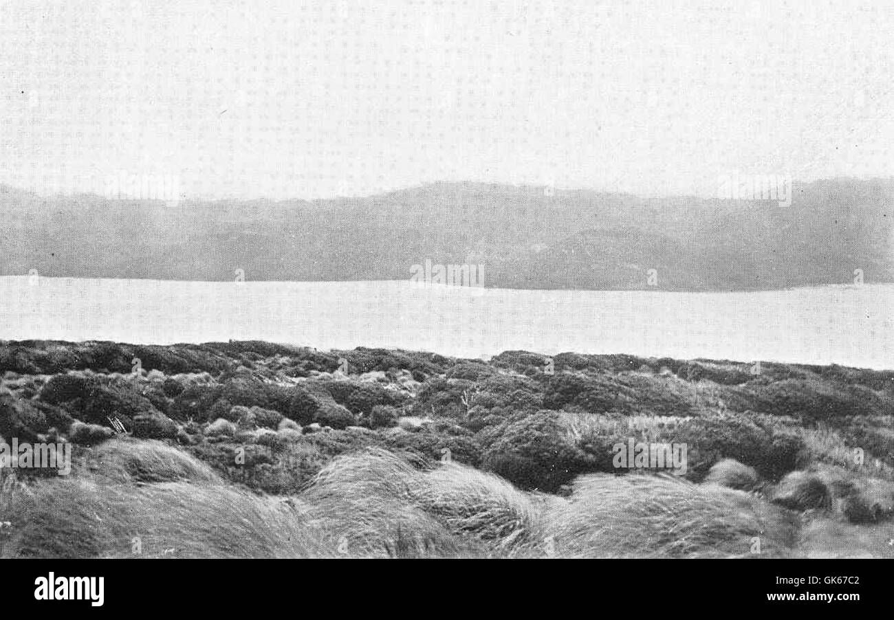 A mountain scrub ecosystem dominated by stunted Rata (Metrosideros ...