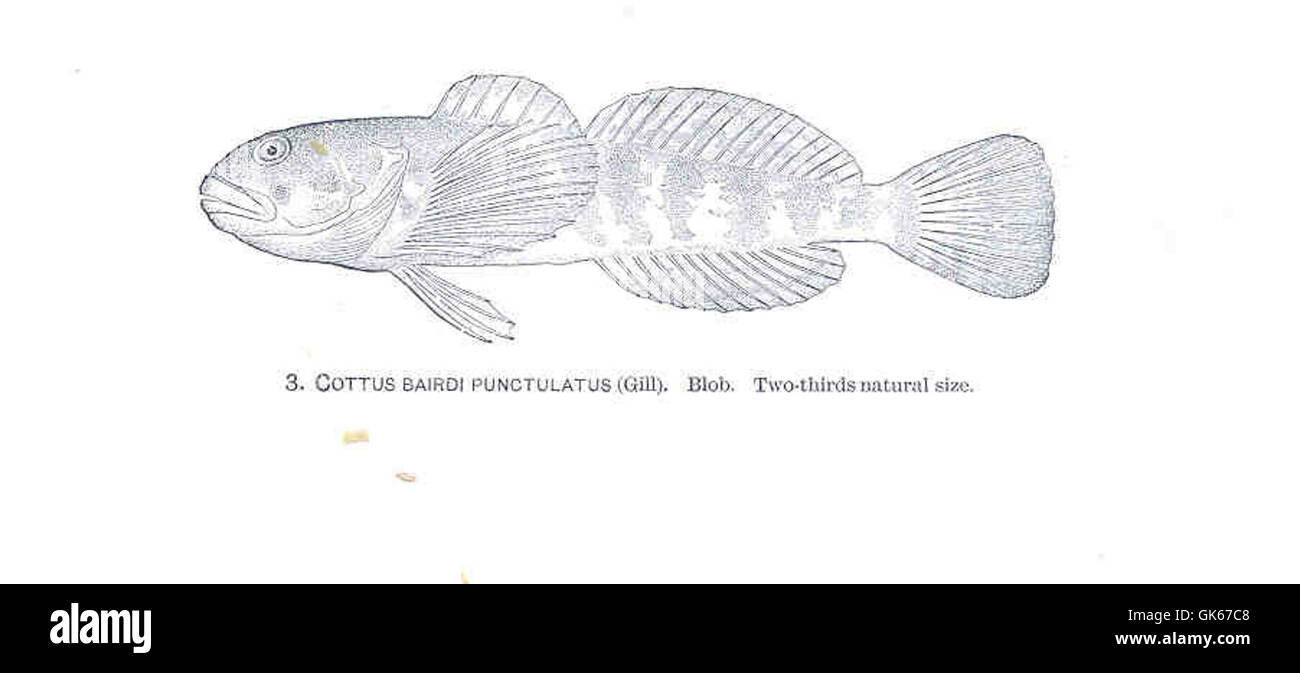 Cottus bairdi punctulatus, commonly known as the mottled sculpin, is a ...