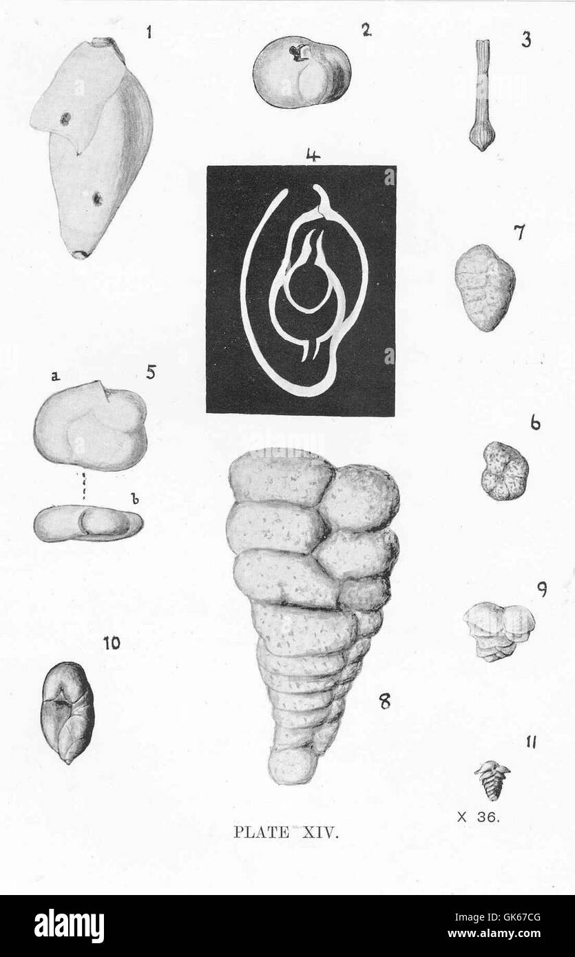 Foraminifera illustration Black and White Stock Photos & Images - Alamy