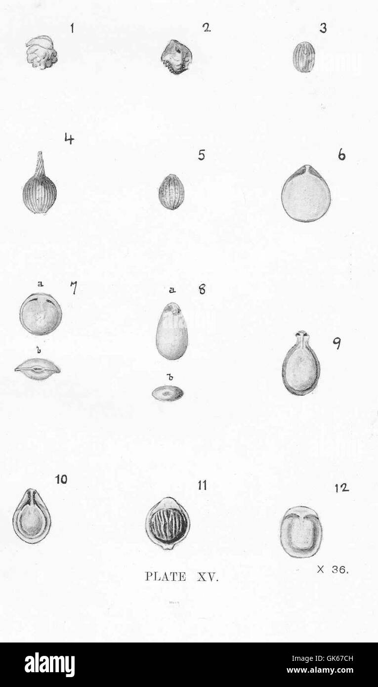 Foraminifera plankton hi-res stock photography and images - Alamy