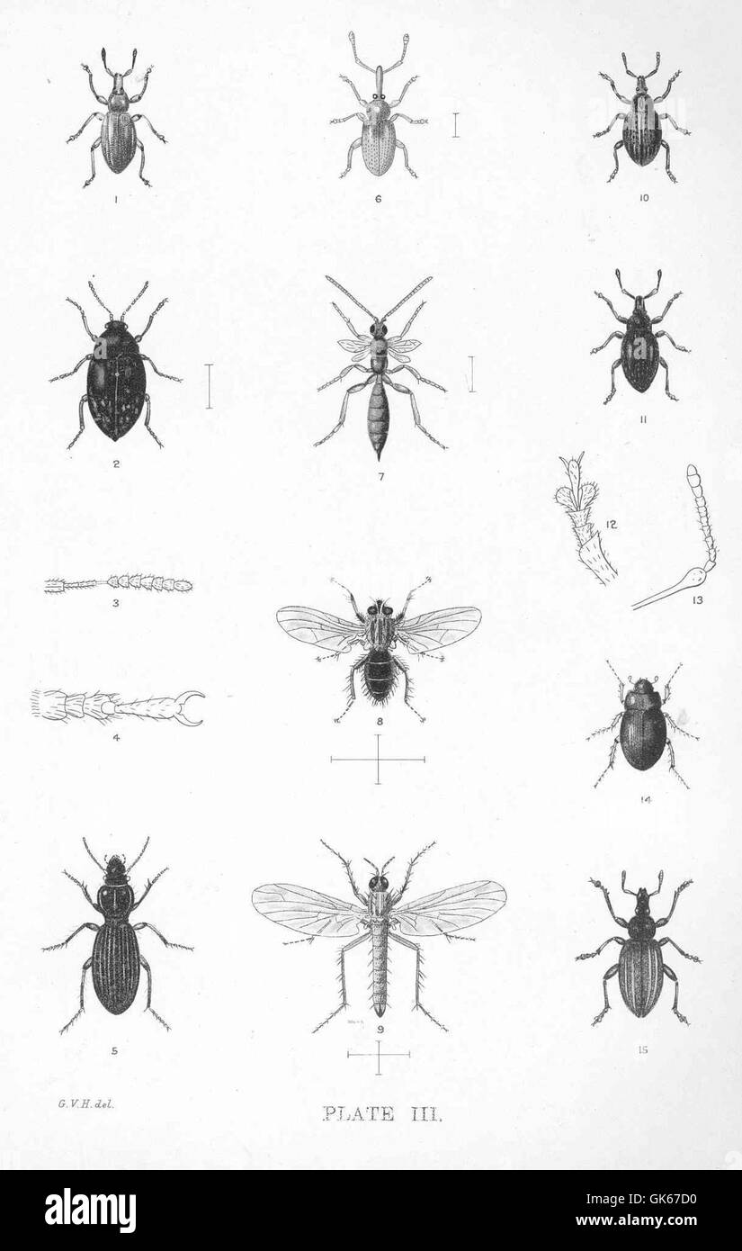 Endemic insects Black and White Stock Photos & Images - Alamy