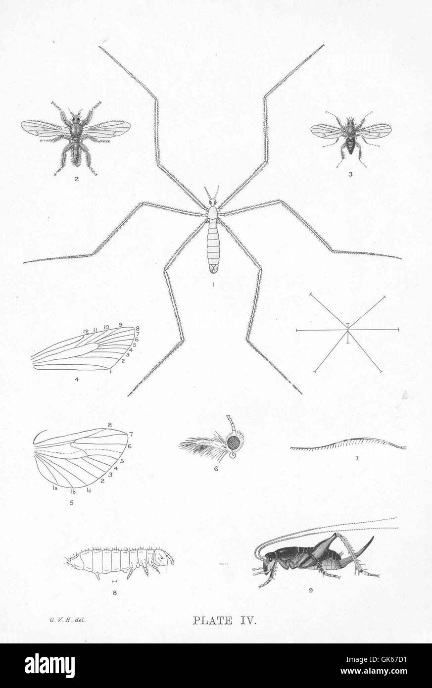 50745 Insects from Southern Islands Stock Photo - Alamy