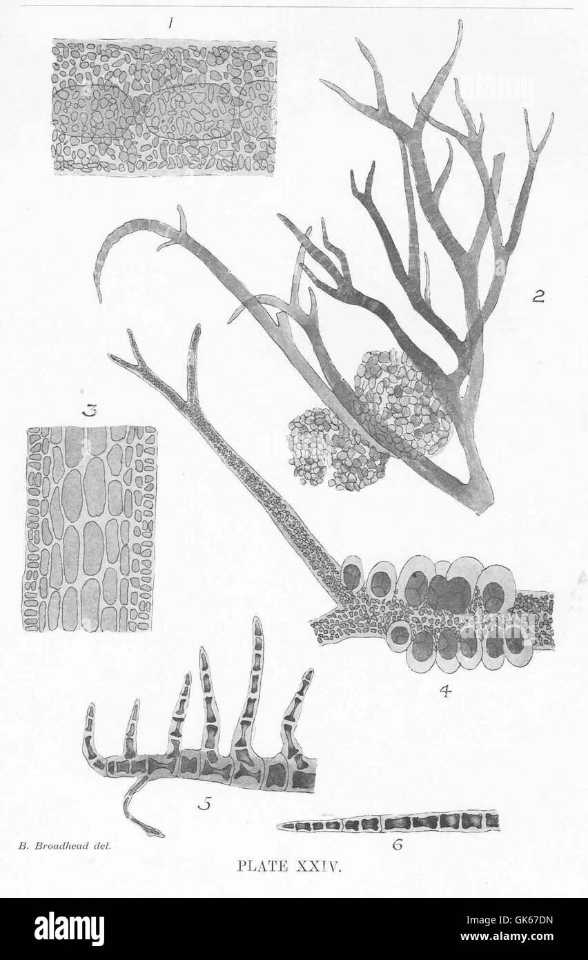 *Ceramium stichidiosum*, *Rhodymenia*, and *Rhizoclonium hookeri* are ...