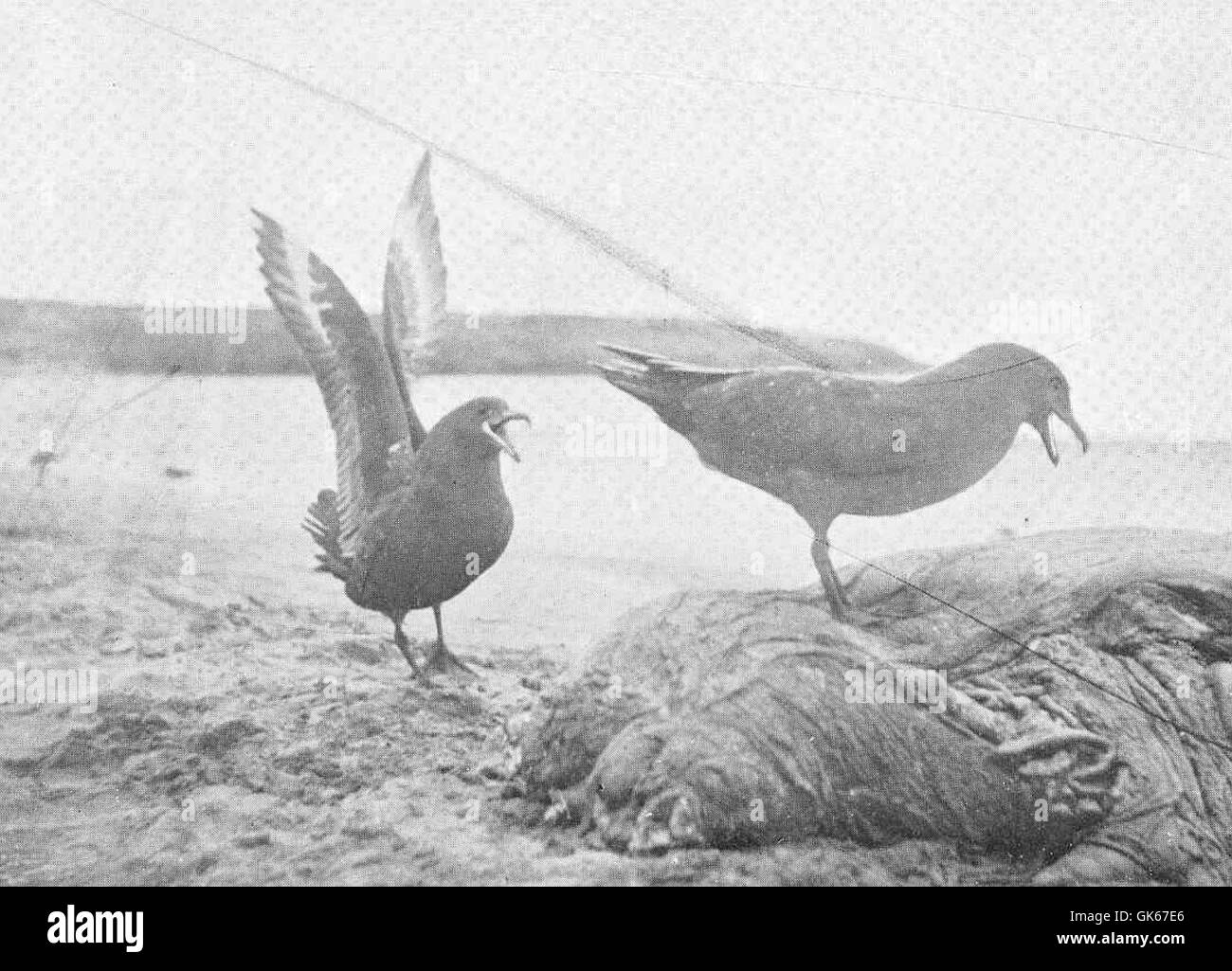 Ls island hi-res stock photography and images - Alamy