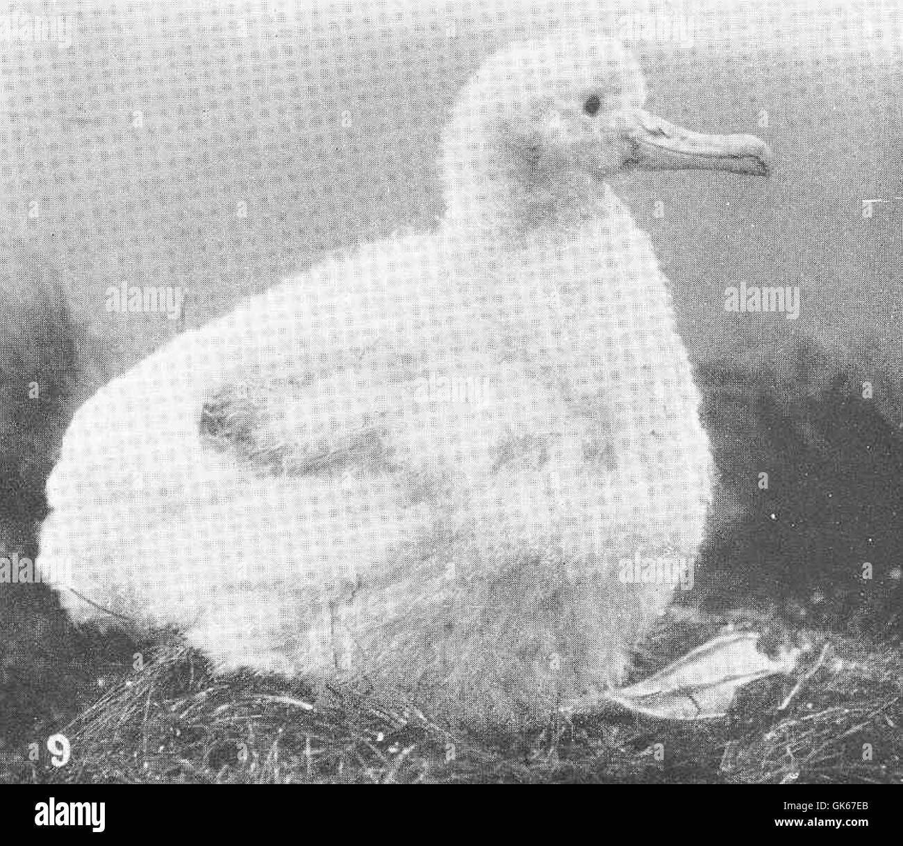 Also known as the wandering albatross hi-res stock photography and ...