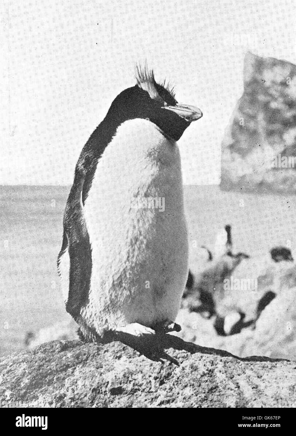 The Big-Crested Penguin (Catarrhactes sciateri) is shown basking in the ...