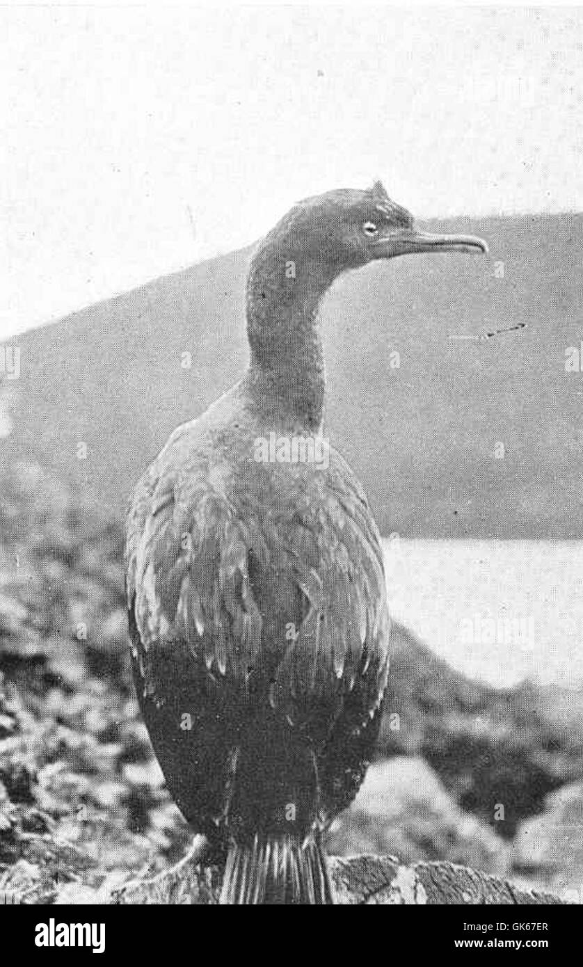 Auckland shag Black and White Stock Photos & Images - Alamy