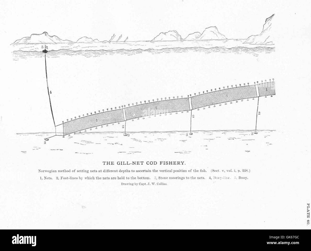 The Gill-Net Cod Fishery operates with gill nets to capture cod fish in ...
