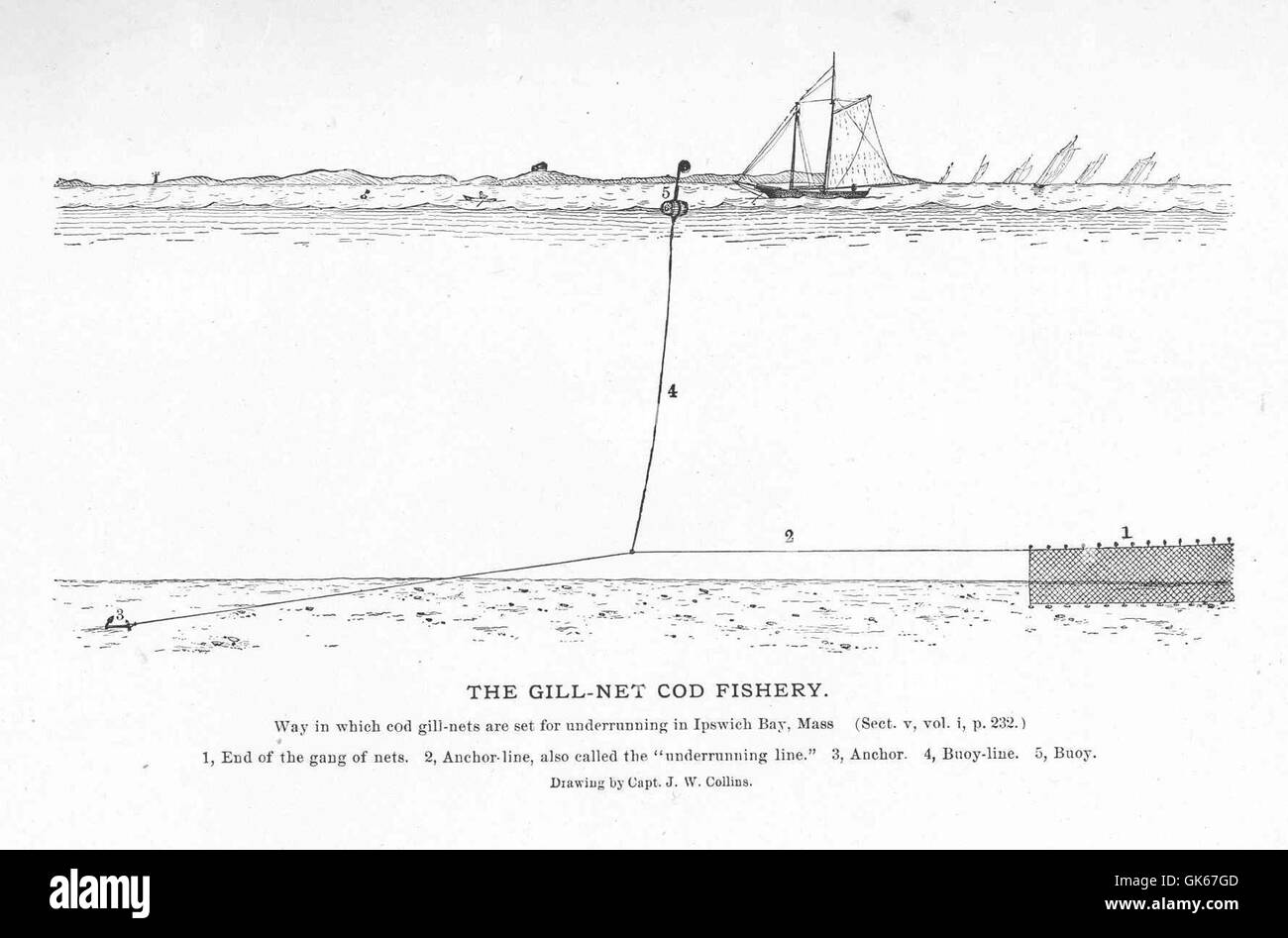 A gill-net cod fishery in operation, showing the technique of using ...