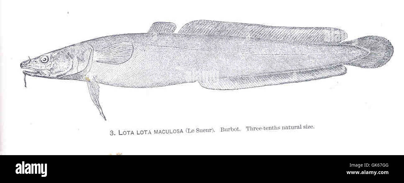 Burbot lota lota drawing hi-res stock photography and images - Alamy