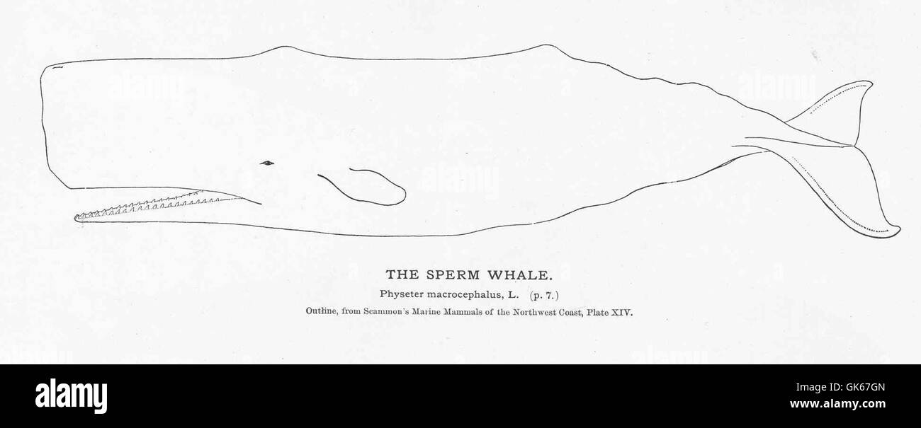 The sperm whale (Physeter macrocephalus) is a large marine mammal known ...
