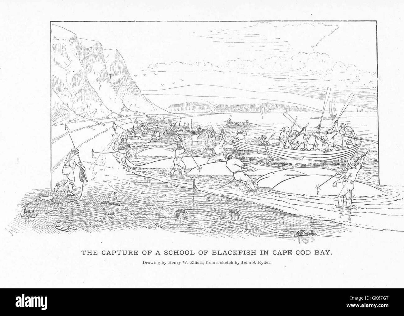 This image shows the capture of a school of blackfish (Tautoga onitis ...