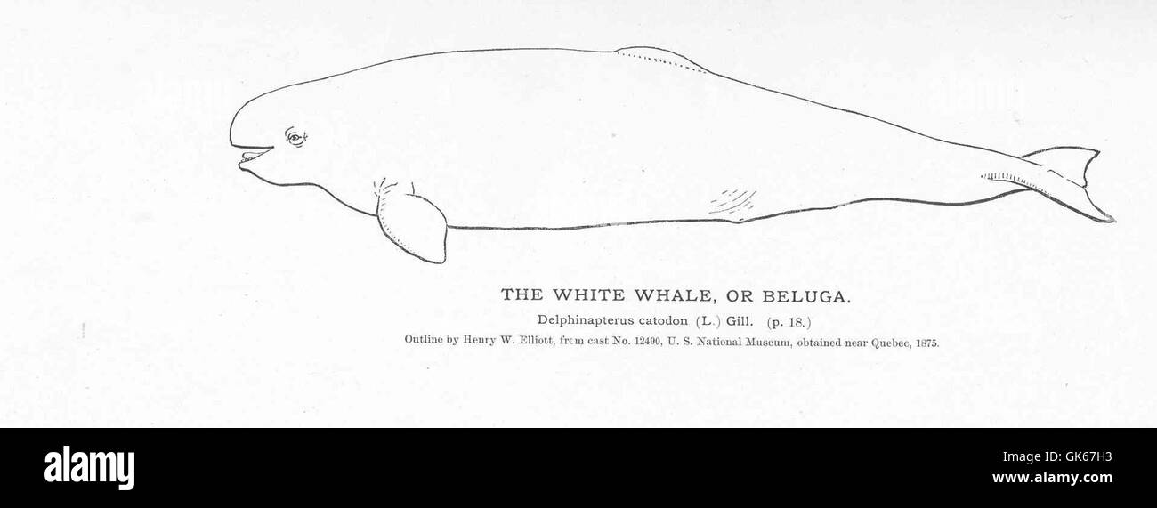 The White Whale, also known as the Beluga (Delphinapterus leucas), is a ...