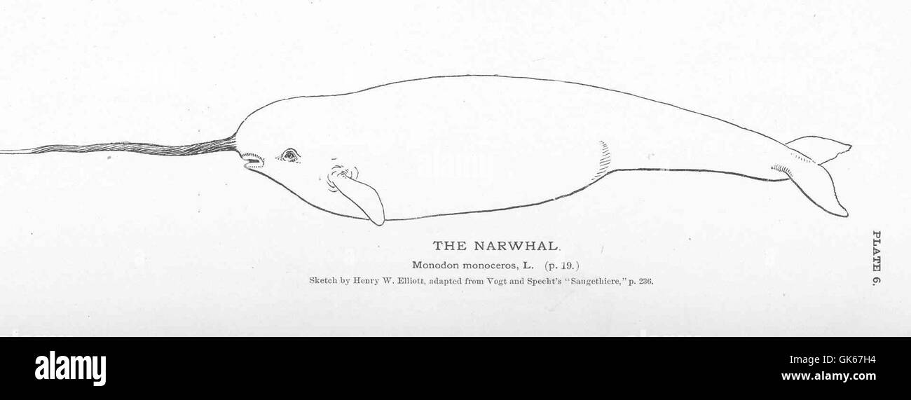 The narwhal, a marine mammal known for its long, spiral tusk, is native ...