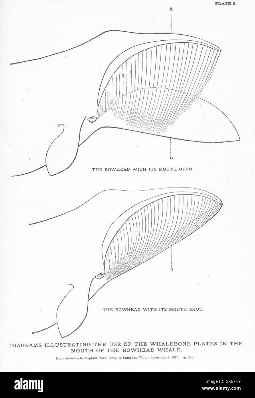 The diagram shows the use of whalebone plates in the mouth of the ...