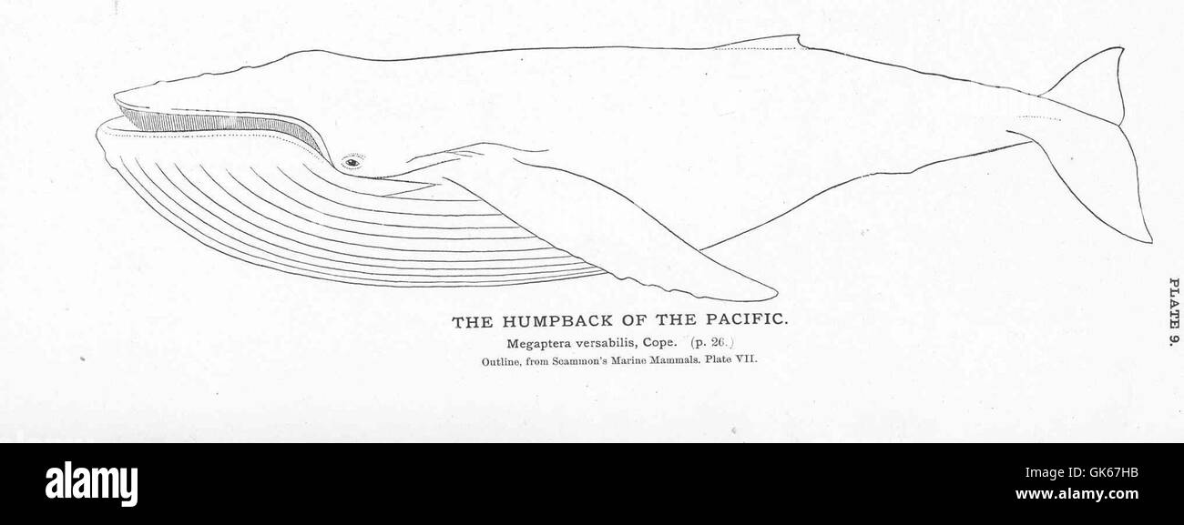 The Pacific Humpback Whale is known for its large size and distinctive ...