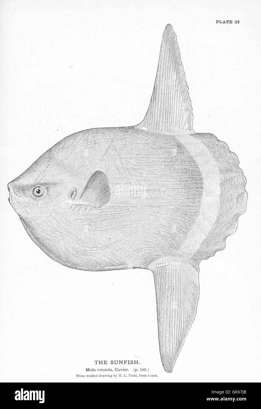 Sunfish drawing hi-res stock photography and images - Alamy