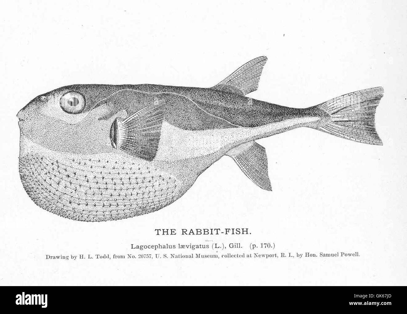 Rabbit book cover hi-res stock photography and images - Alamy