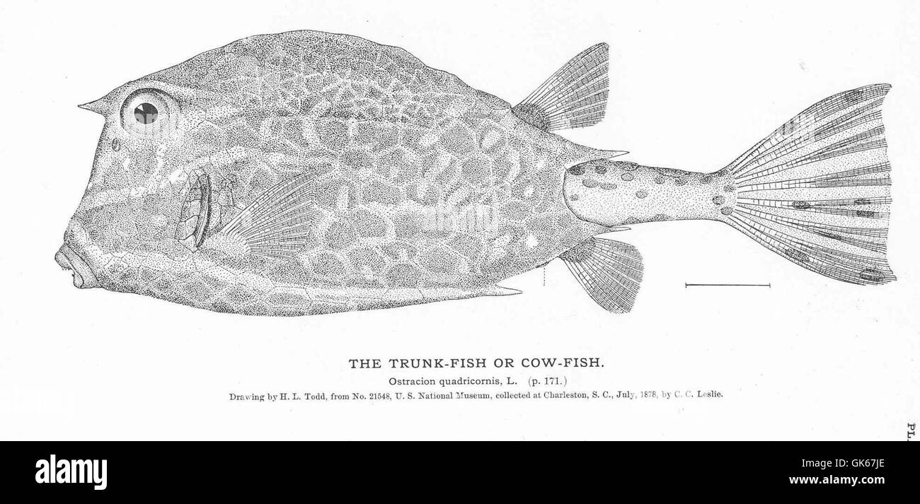 Cow fish Black and White Stock Photos & Images - Alamy