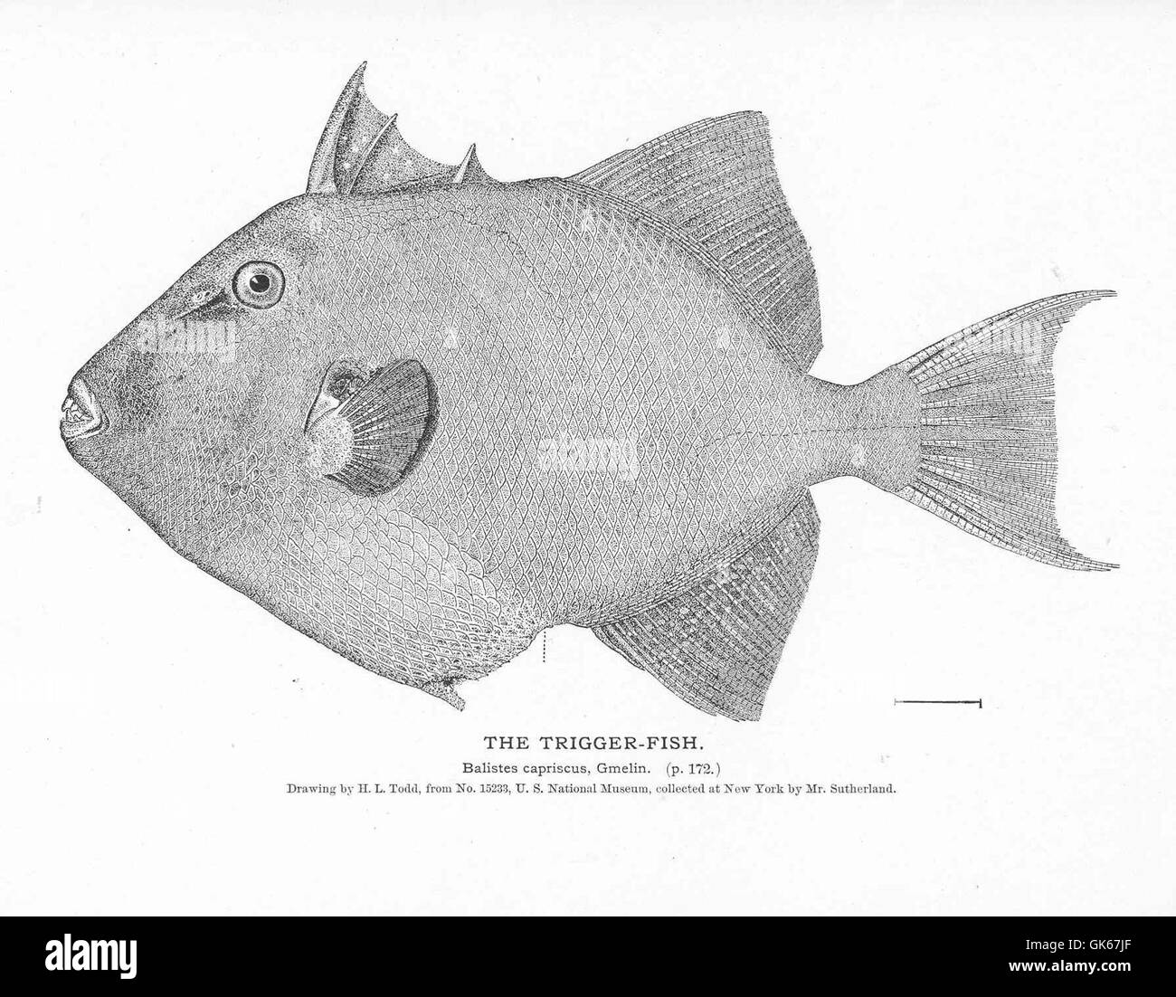 The triggerfish is a species known for its distinctive appearance, with ...
