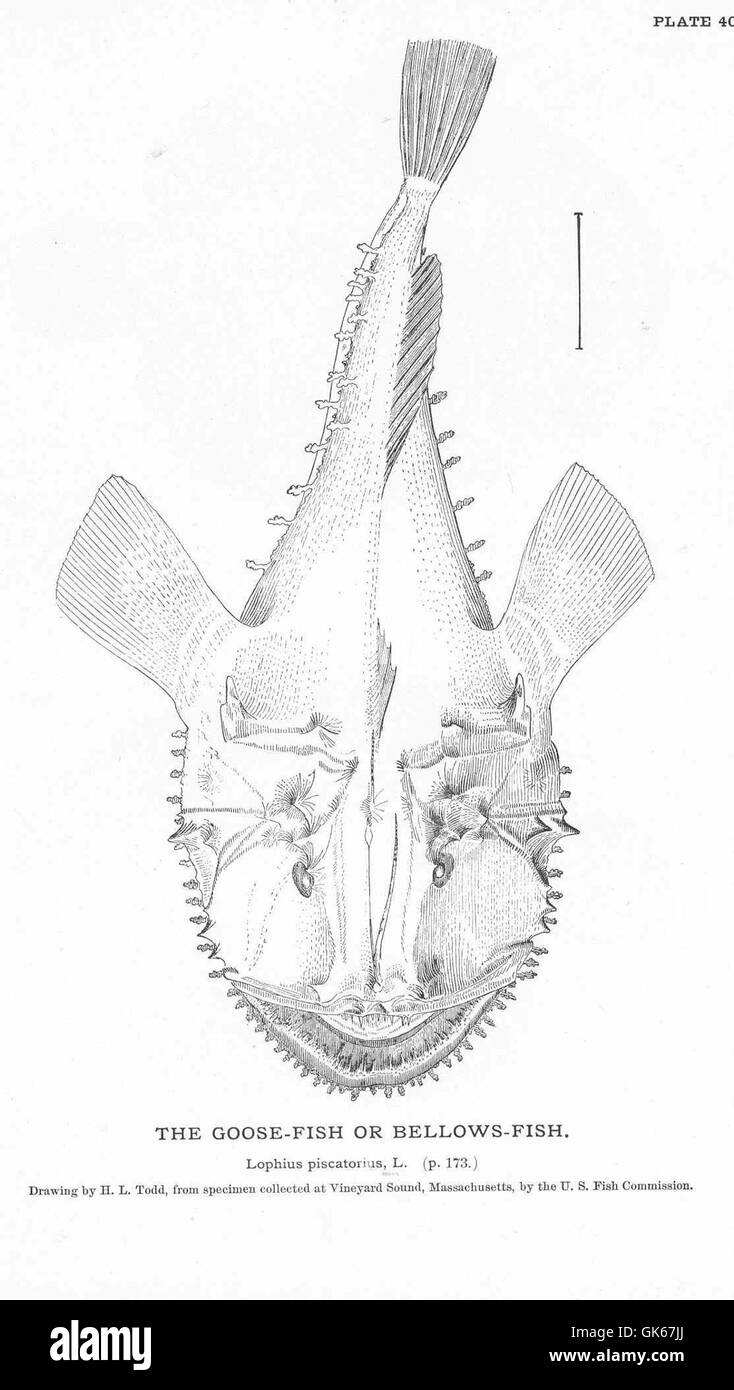 Bellows Fish High Resolution Stock Photography and Images - Alamy