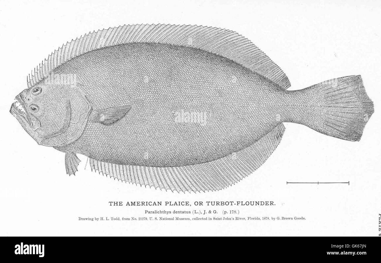 Fish flounder Black and White Stock Photos & Images - Alamy