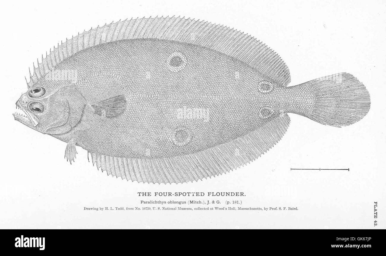 Spotted flounder hi-res stock photography and images - Alamy