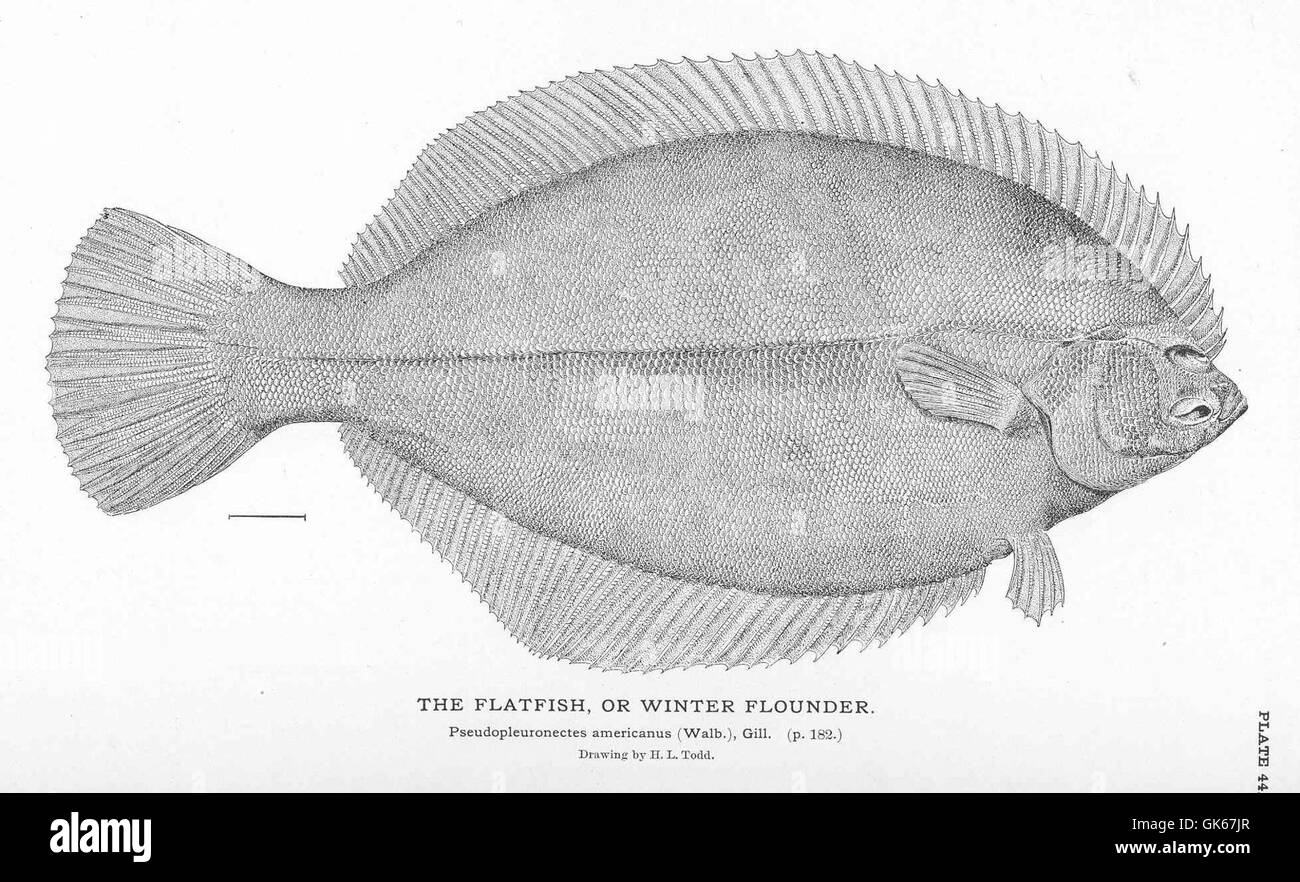 Fish flounder Black and White Stock Photos & Images - Alamy