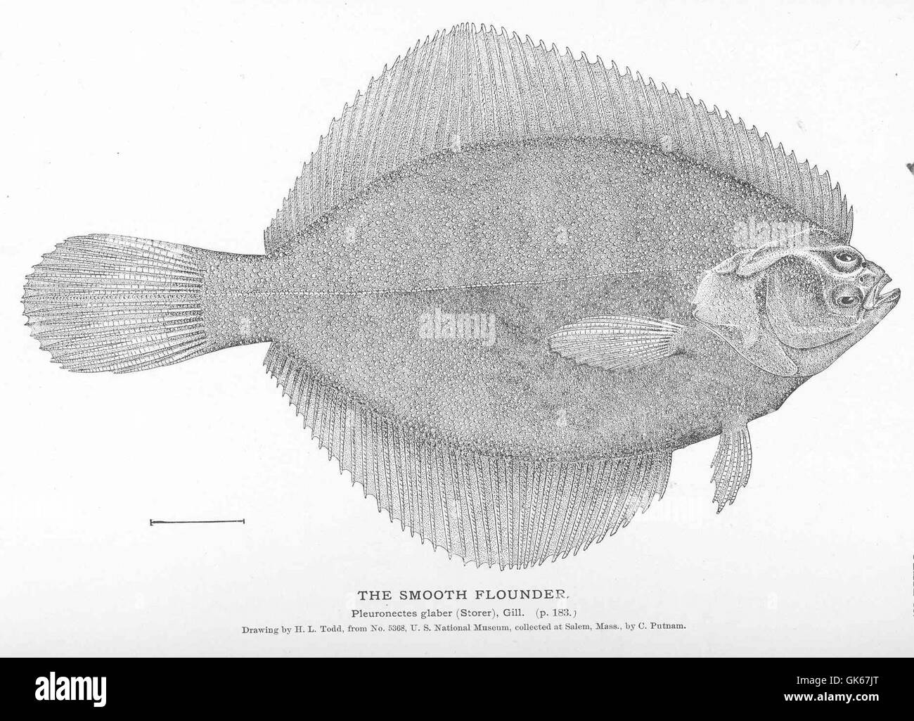 Flounder floor Black and White Stock Photos & Images - Alamy
