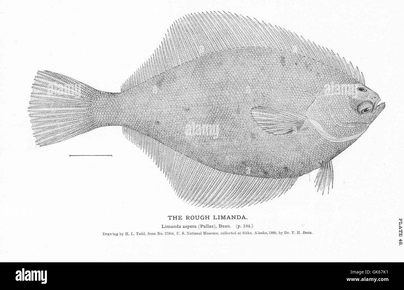 Fish shape Black and White Stock Photos & Images - Alamy