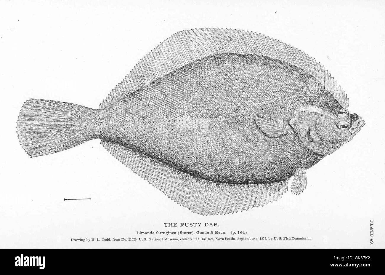 Dab font hi-res stock photography and images - Alamy