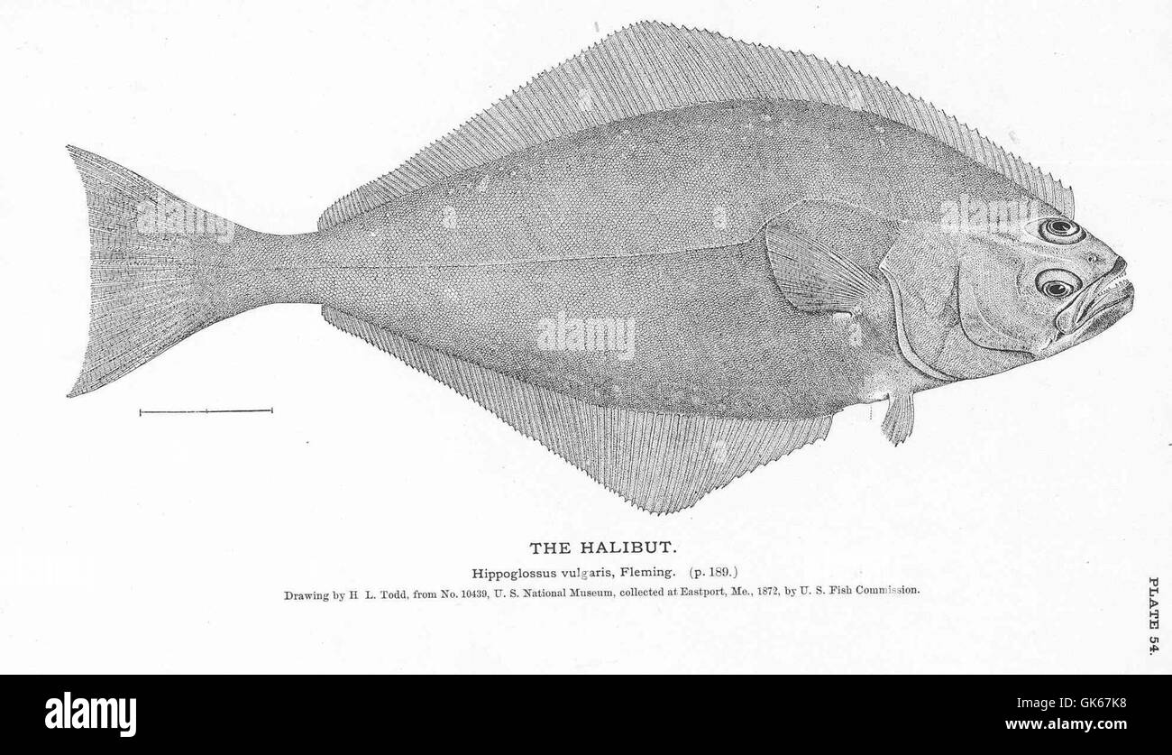 Drawing halibut hi-res stock photography and images - Alamy