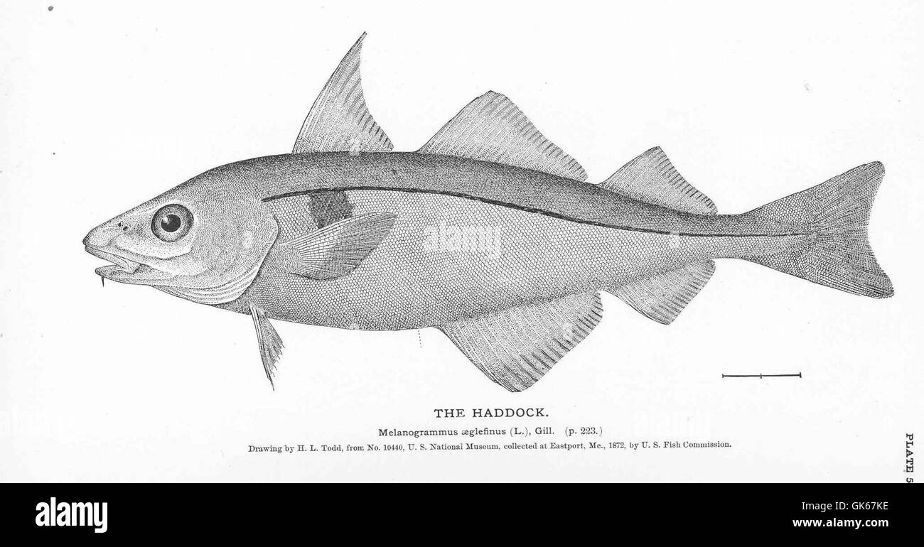 Fish farming atlantic ocean Black and White Stock Photos & Images - Alamy