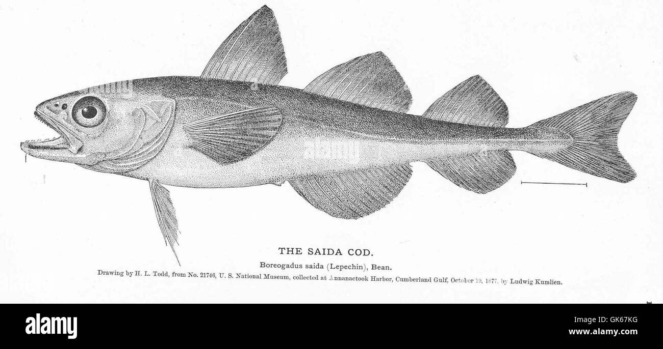 Old cod Cut Out Stock Images & Pictures - Alamy