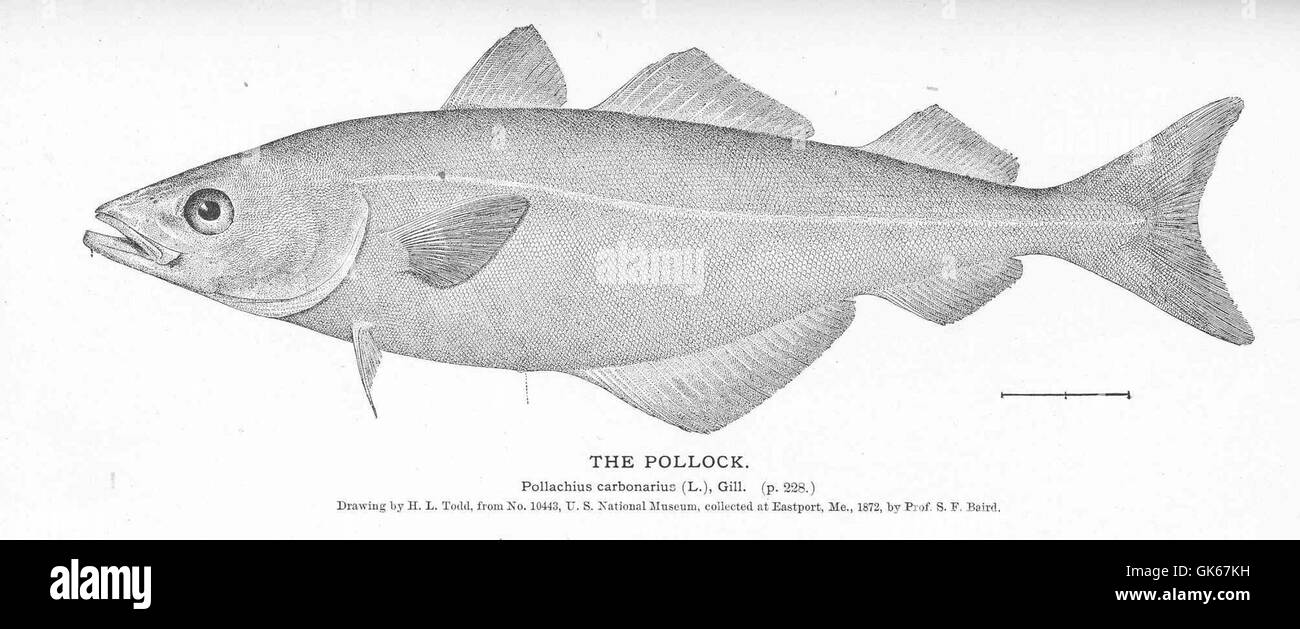 Map of pollock hi-res stock photography and images - Alamy