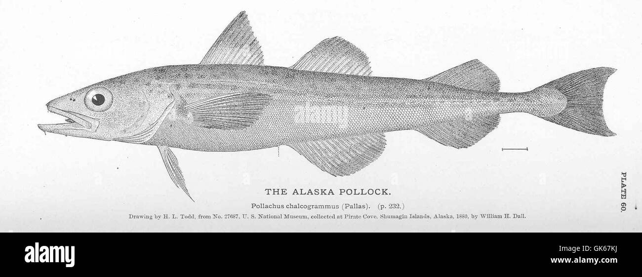 Pollock map hi-res stock photography and images - Alamy