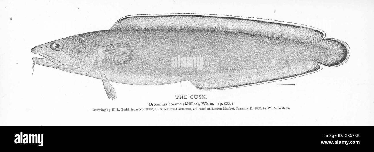 Cusk Black and White Stock Photos & Images - Alamy