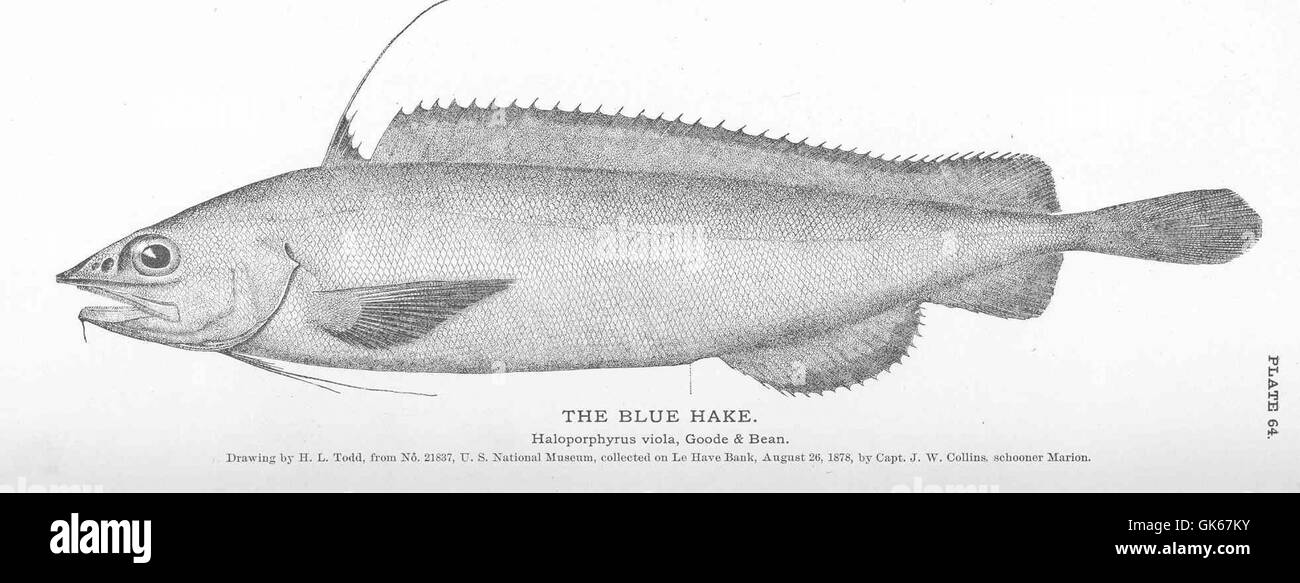 Hake fish sea Black and White Stock Photos & Images - Alamy