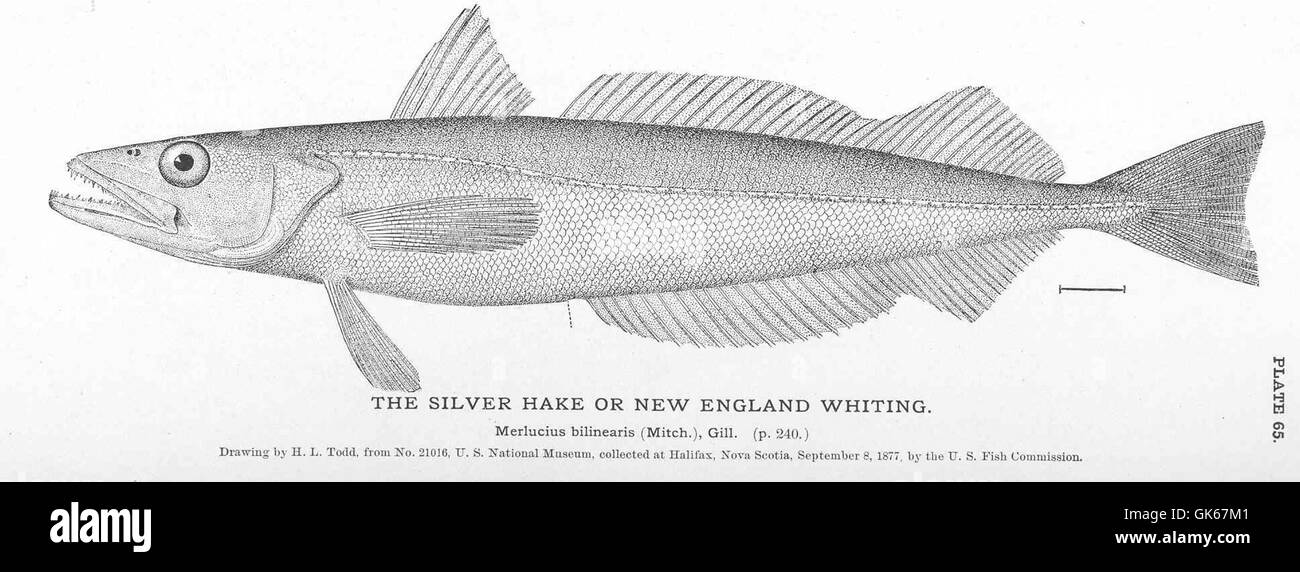 Map of whiting Black and White Stock Photos & Images - Alamy