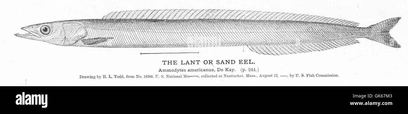 Eel font hi-res stock photography and images - Alamy