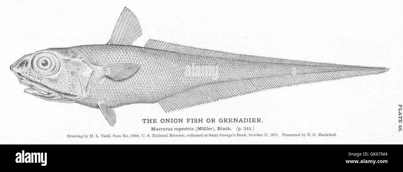 Grenadiers fish hi-res stock photography and images - Alamy