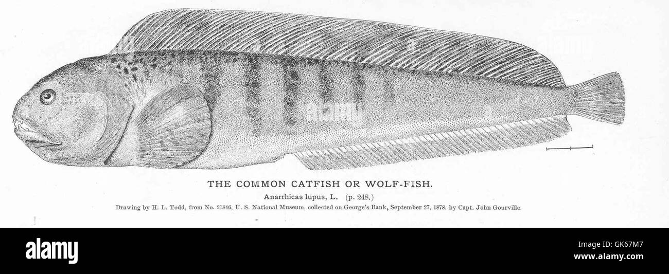 Catfish anatomy Black and White Stock Photos & Images - Alamy