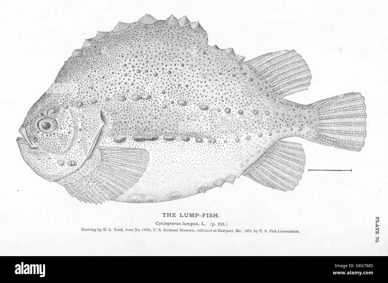 Lump fish hi-res stock photography and images - Alamy