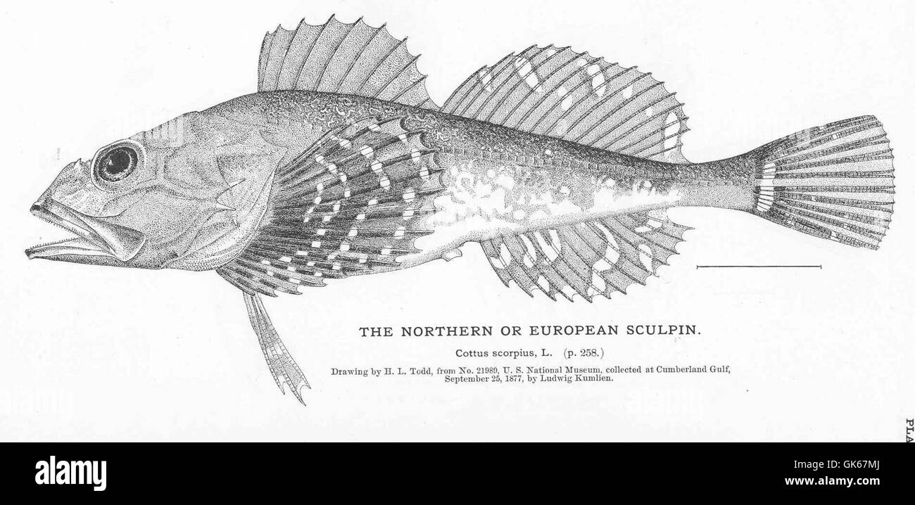 Staghorn Sculpin Drawing