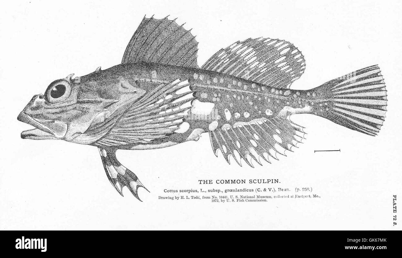 Sculpin Black and White Stock Photos & Images - Alamy