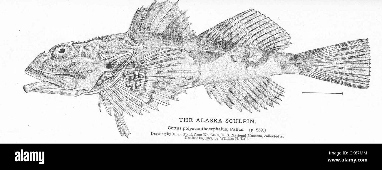 Arctic sculpin Black and White Stock Photos & Images - Alamy