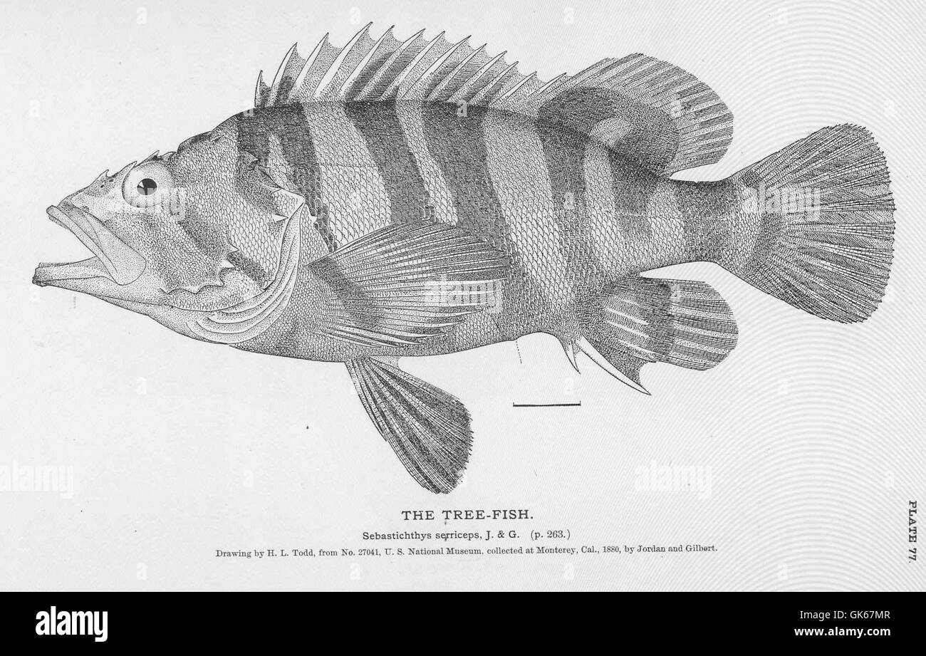 Tree book cover Black and White Stock Photos & Images - Alamy