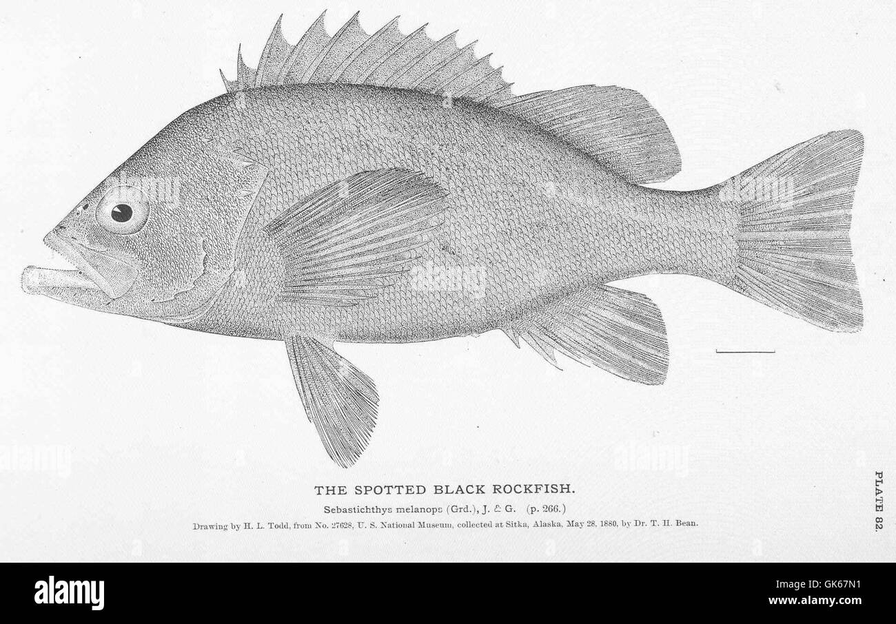 Coastal food web Black and White Stock Photos & Images - Alamy