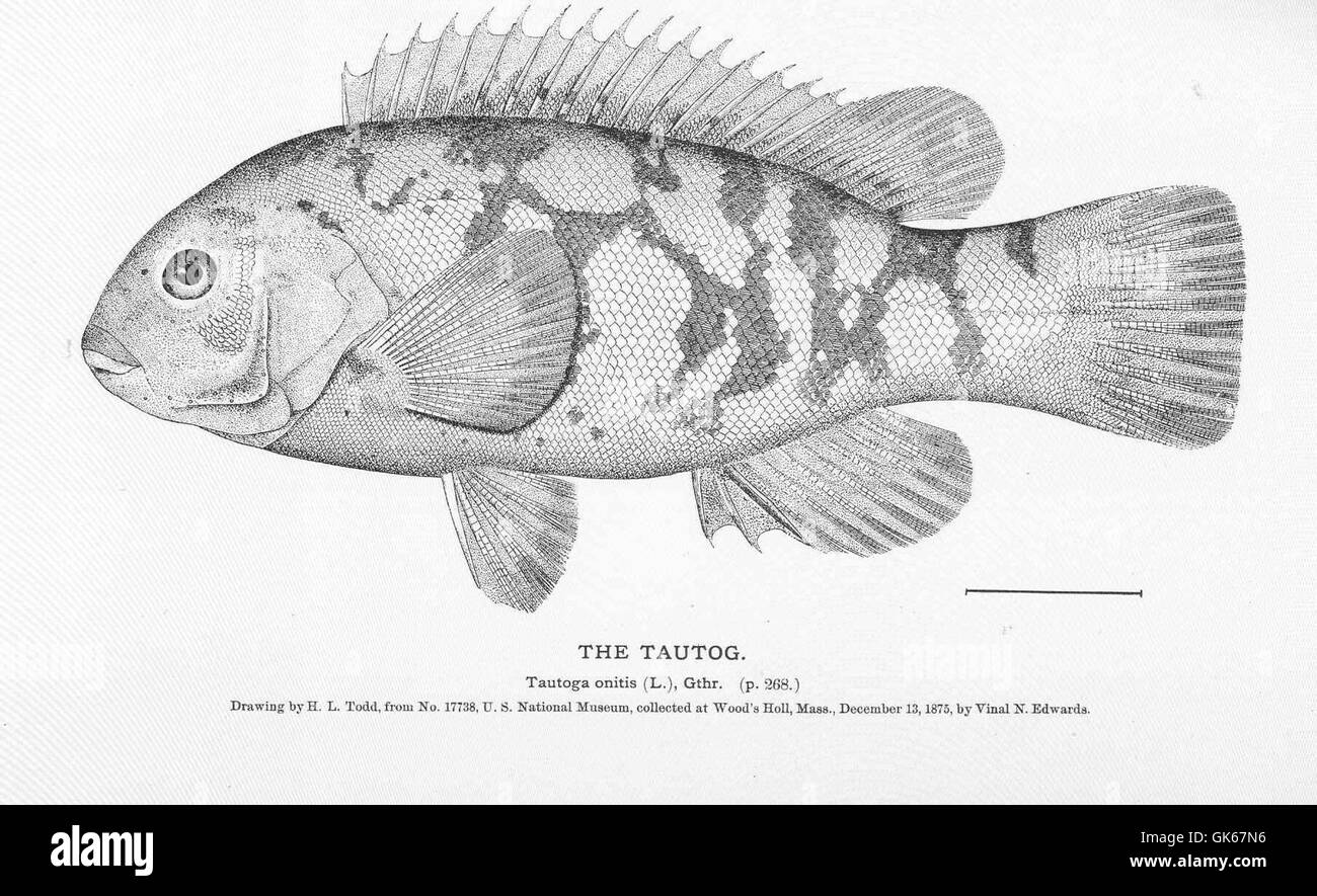 Tautog Black and White Stock Photos & Images - Alamy