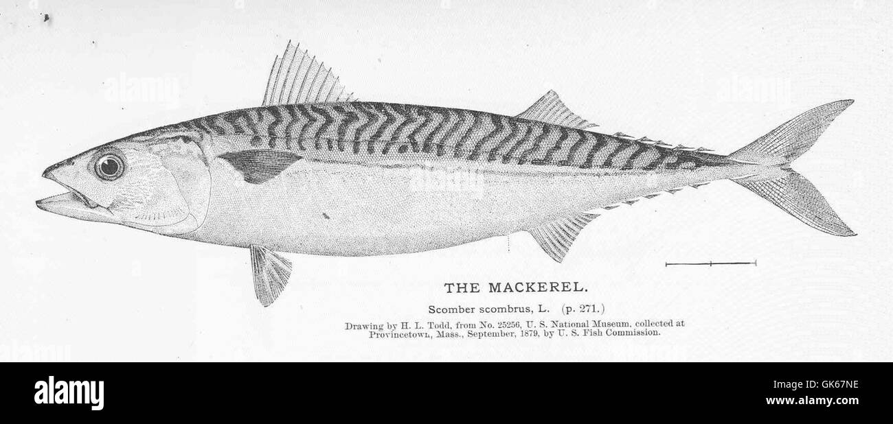 Mackerel fish catch fishing Black and White Stock Photos & Images - Alamy